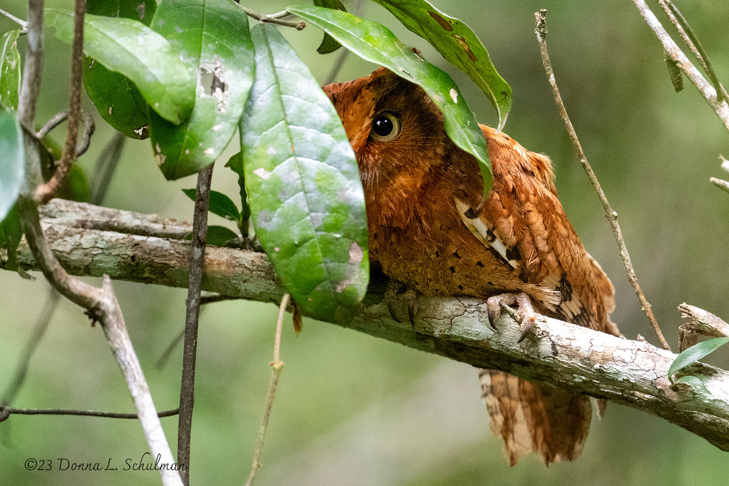 12 Exciting Scops Owls - 10,000 Birds