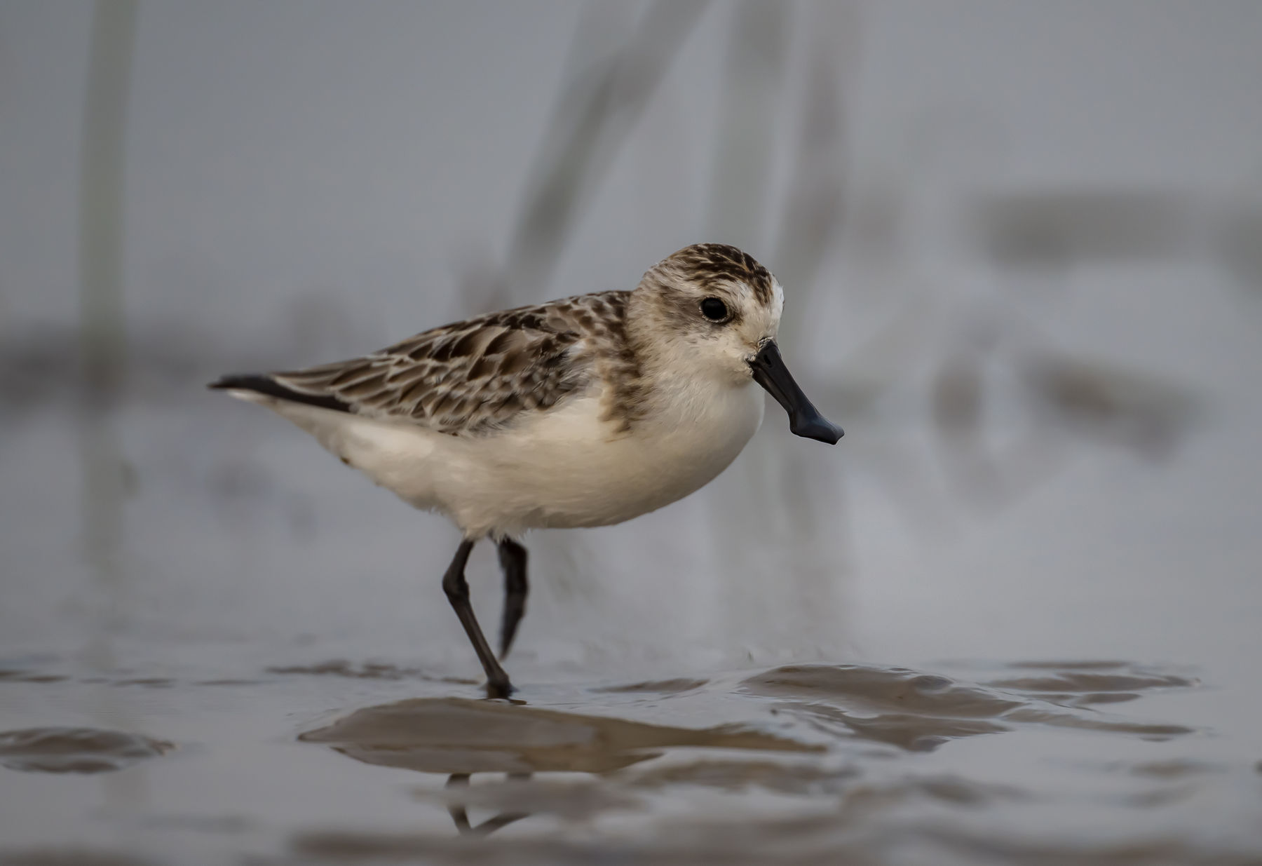 Spoon-billed Sandpiper in Shanghai - 10,000 Birds
