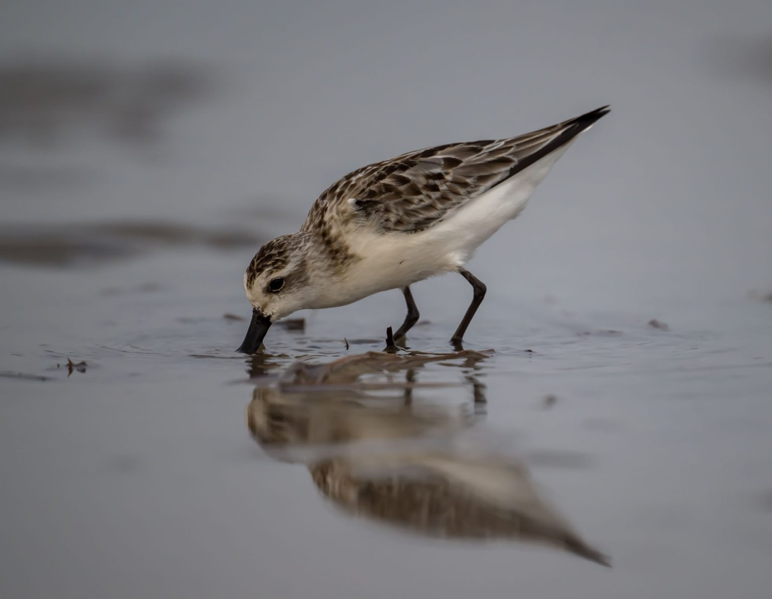 Spoon-billed Sandpiper in Shanghai - 10,000 Birds