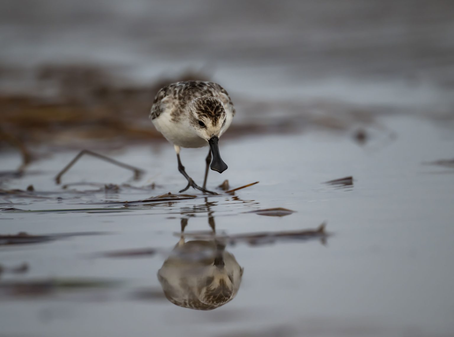 Spoon-billed Sandpiper in Shanghai - 10,000 Birds