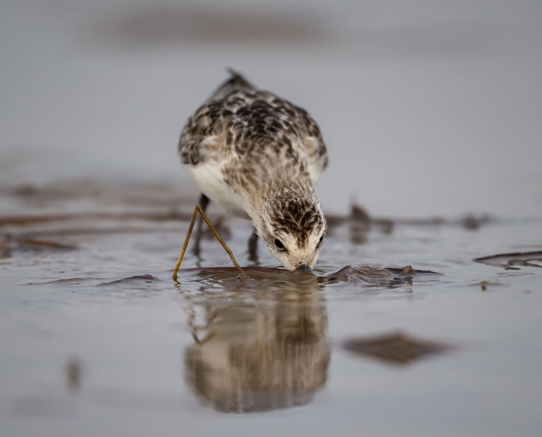 Spoon-billed Sandpiper in Shanghai - 10,000 Birds