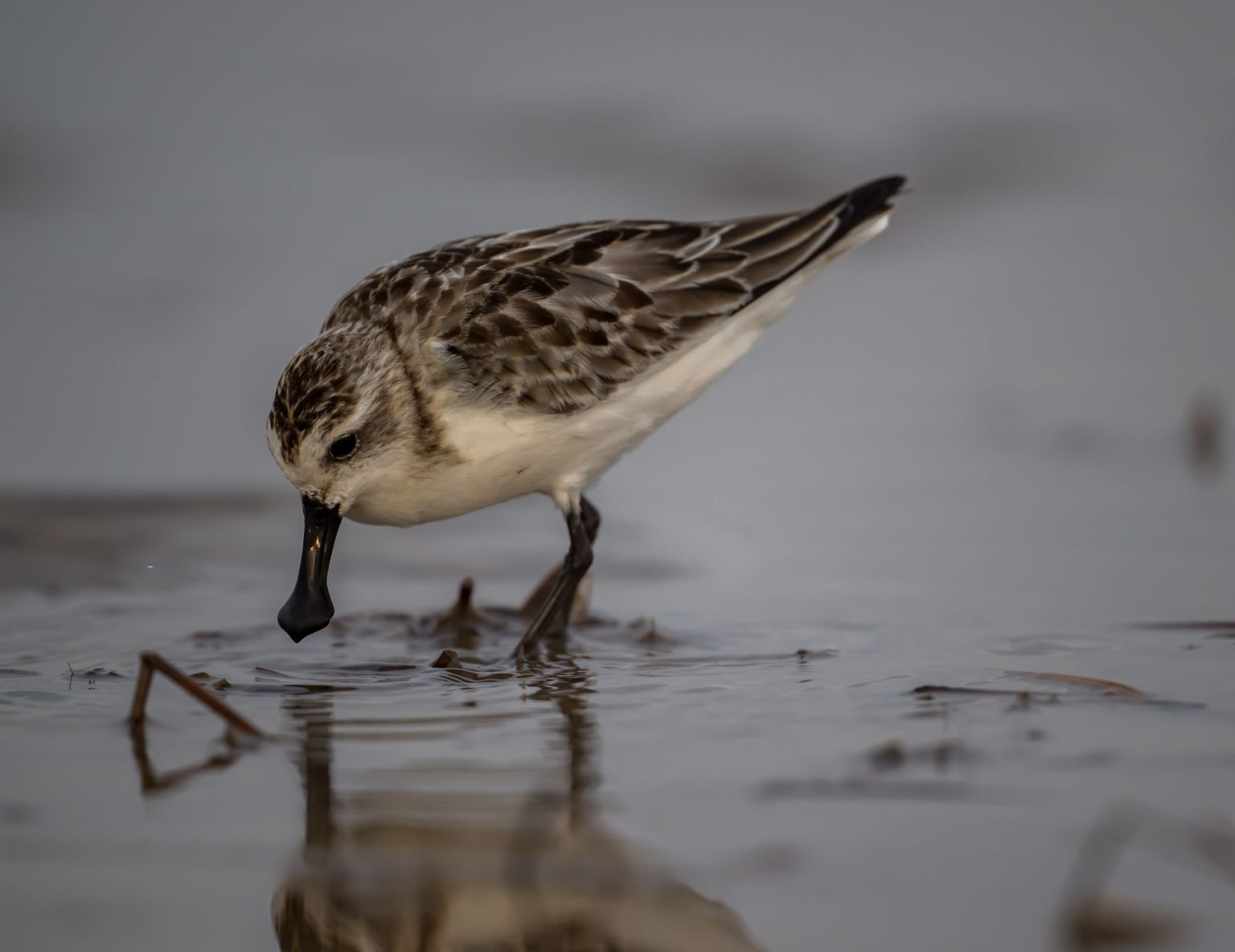 Spoon-billed Sandpiper in Shanghai - 10,000 Birds