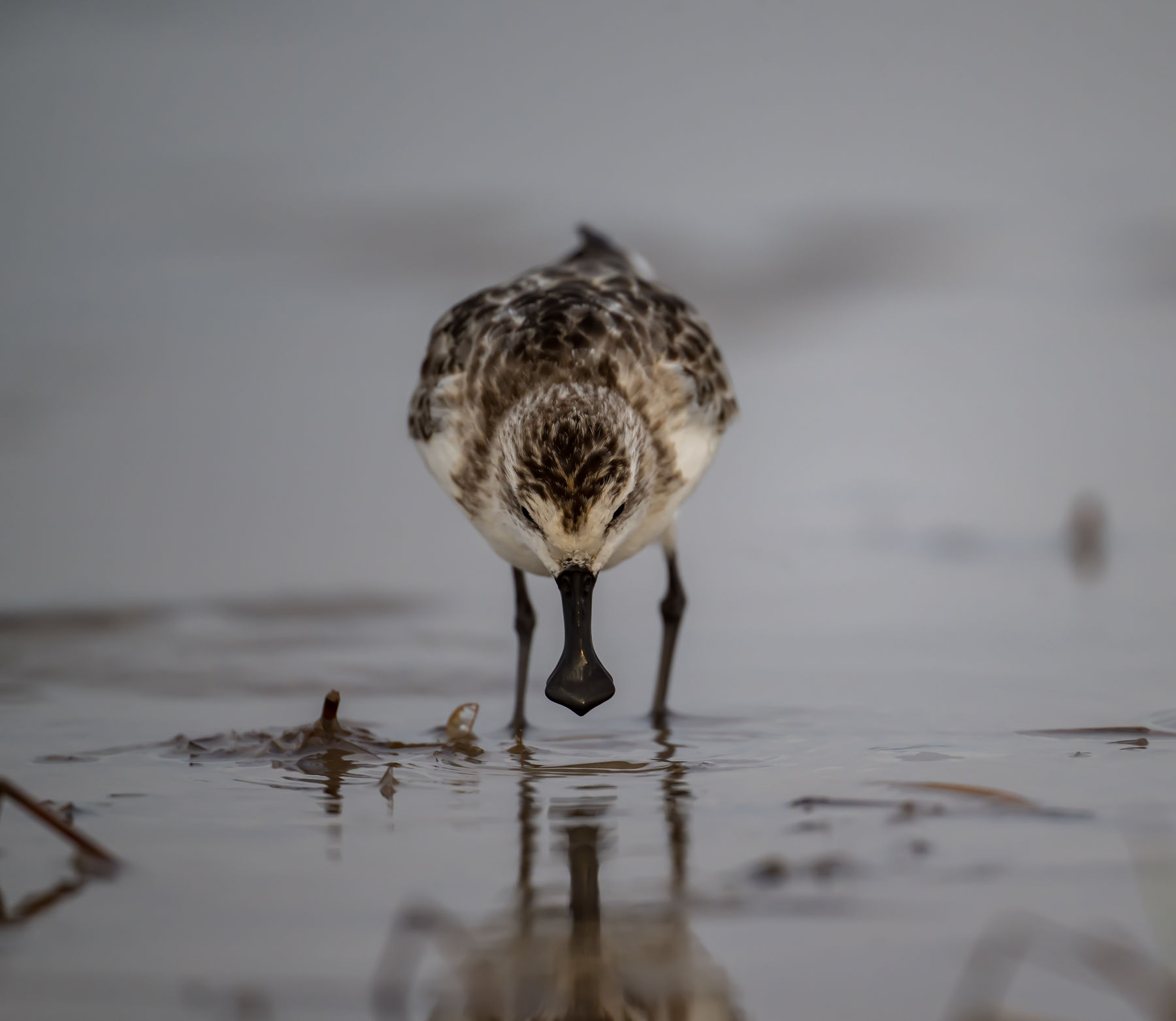 Spoon-billed Sandpiper in Shanghai - 10,000 Birds