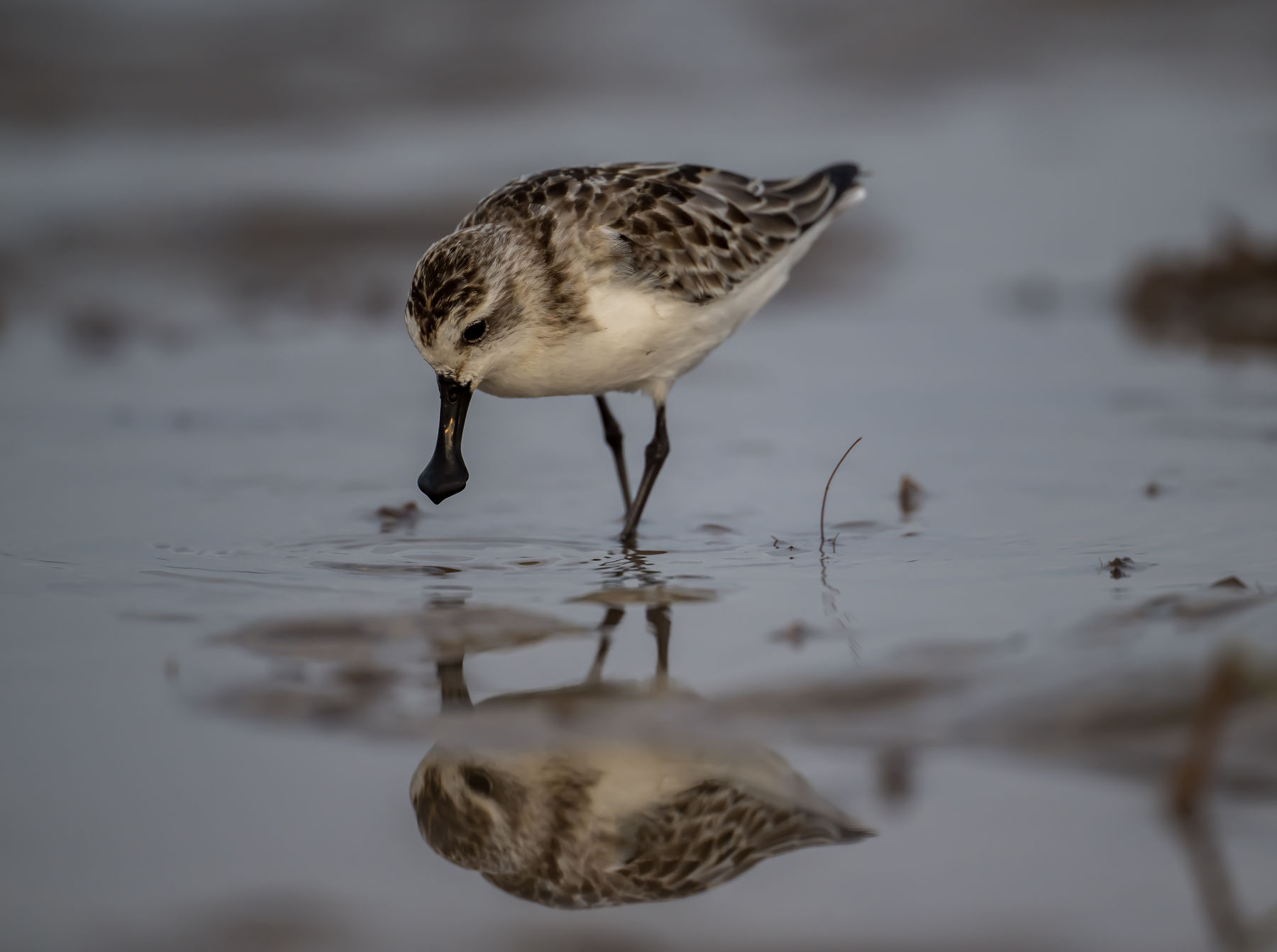 Spoon-billed Sandpiper in Shanghai - 10,000 Birds