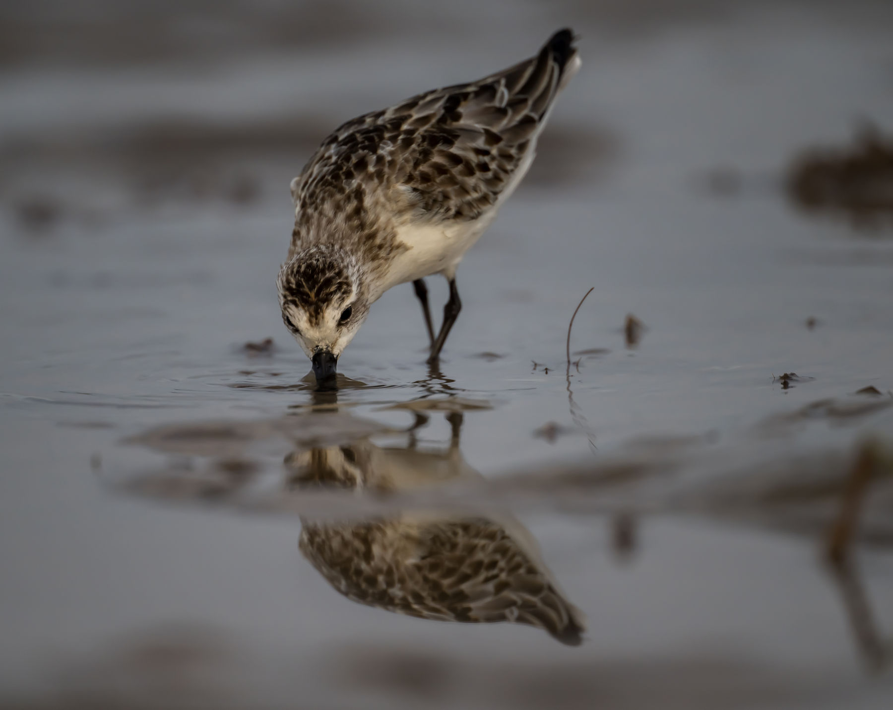 Spoon-billed Sandpiper in Shanghai - 10,000 Birds