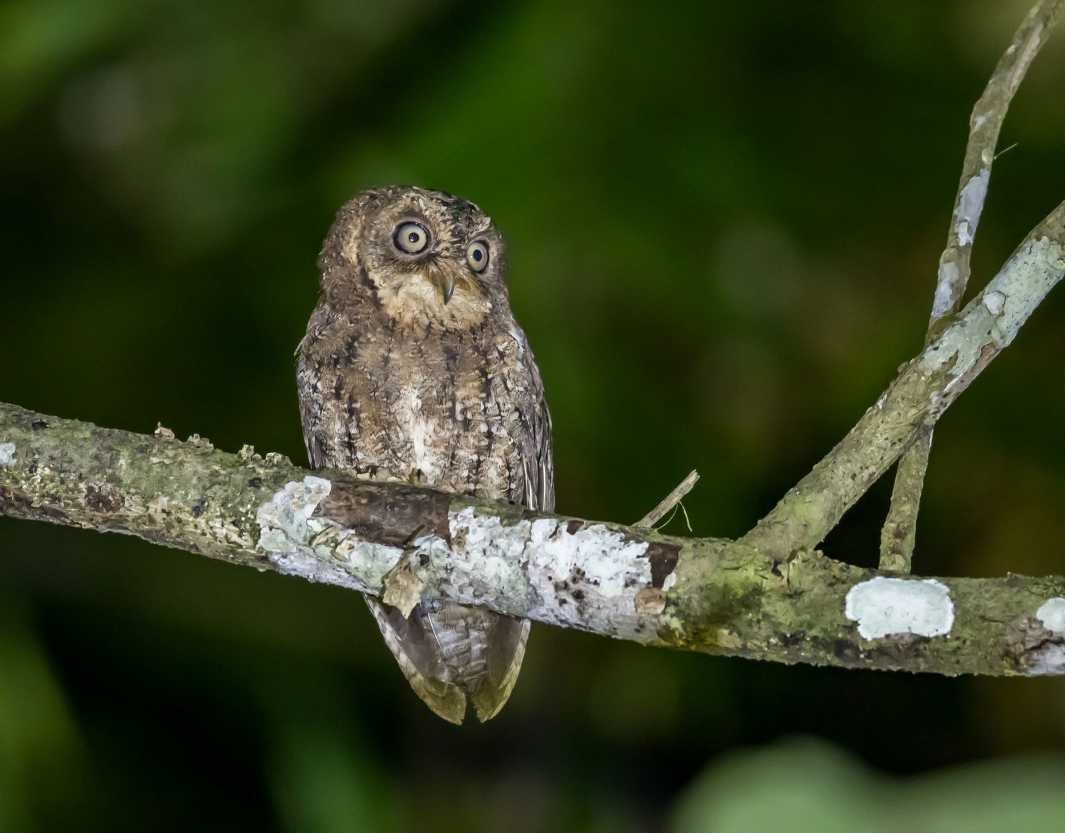 12 Exciting Scops Owls - 10,000 Birds