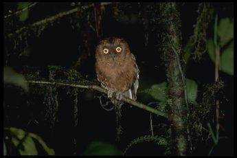 12 Exciting Scops Owls - 10,000 Birds