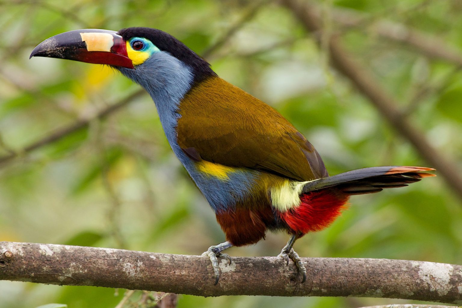 Bird Guides of the World: Luis Panamá Perugachi, Ecuador - 10,000 Birds