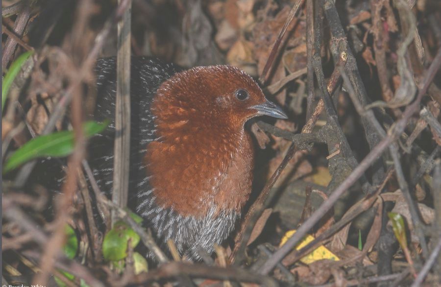 My 12 Favourite Birds of South Africa - 10,000 Birds