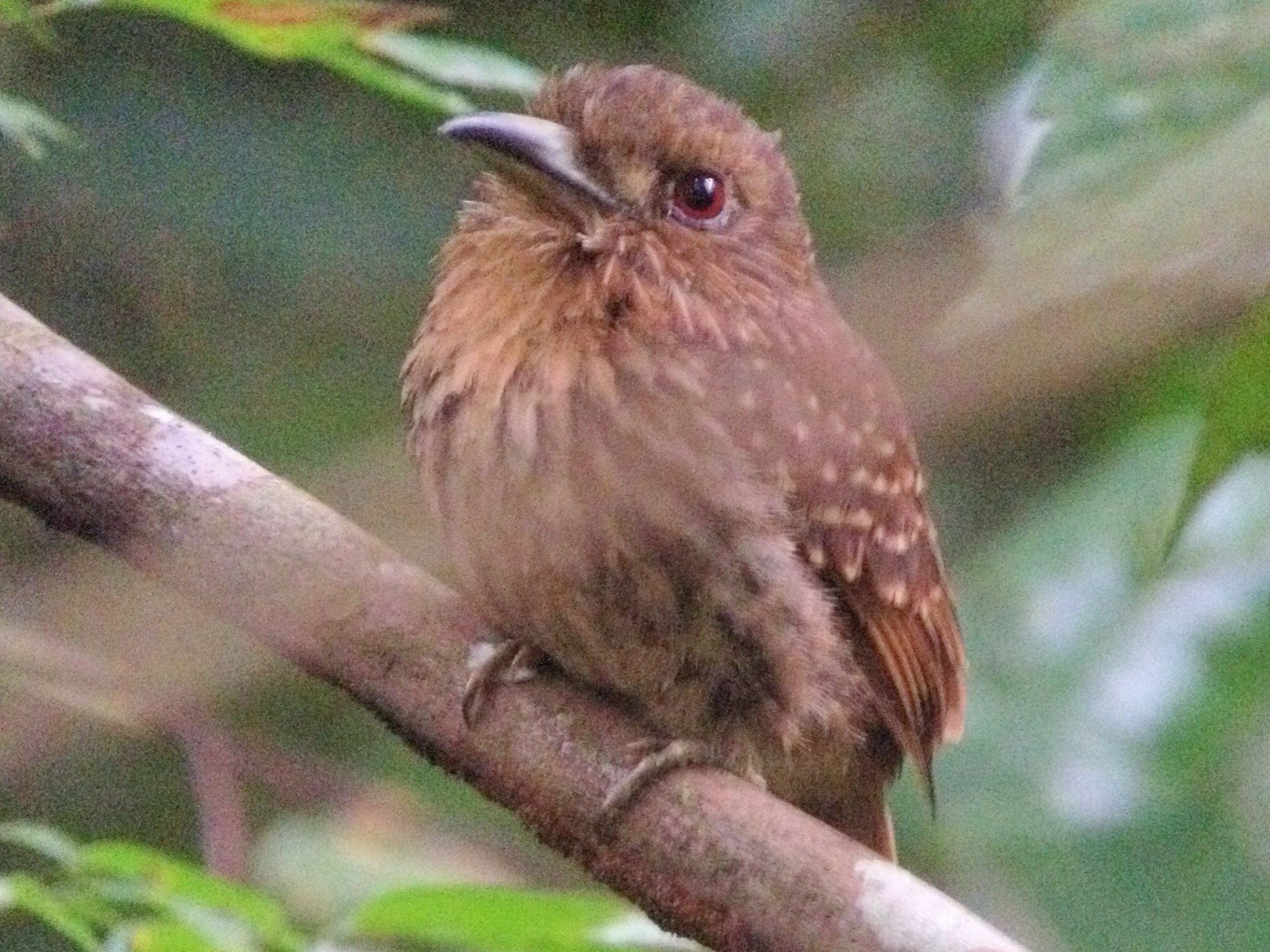 Digiscoping on the cheap - 10,000 Birds