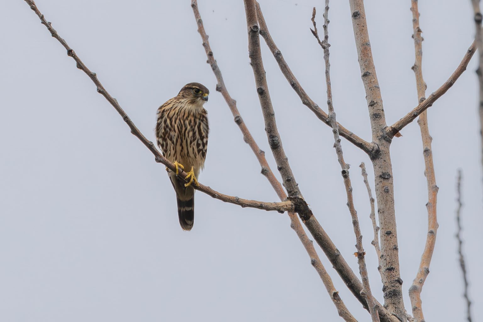 Birding with my fellow blogger - 10,000 Birds
