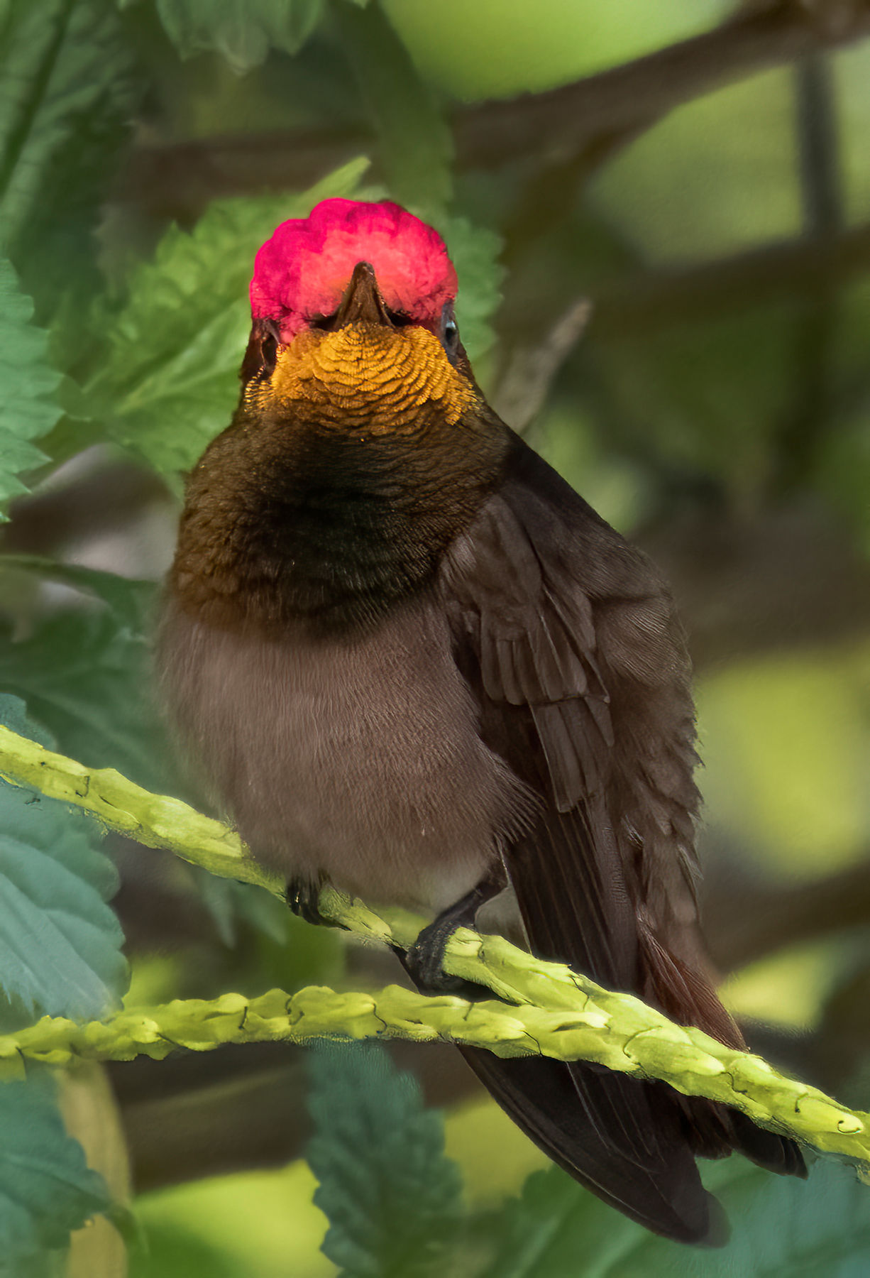 Bird Guides of the World: Susan Davis, Bonaire - 10,000 Birds