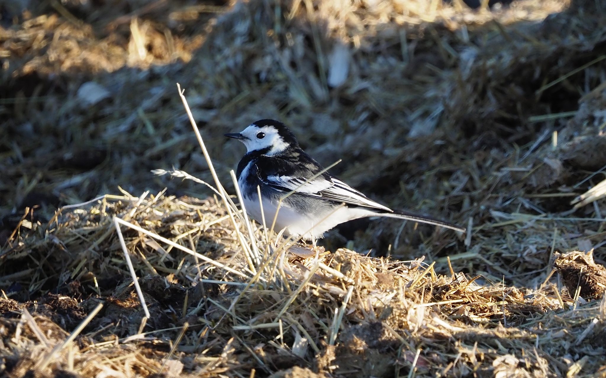A confusion of wagtails - 10,000 Birds
