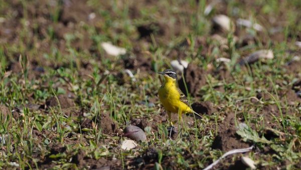A confusion of wagtails - 10,000 Birds