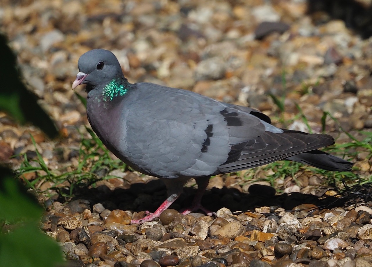 Garden Birding II - 10,000 Birds