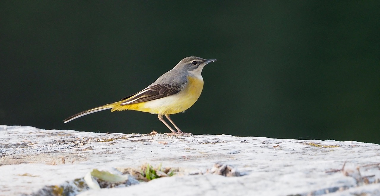 A confusion of wagtails - 10,000 Birds