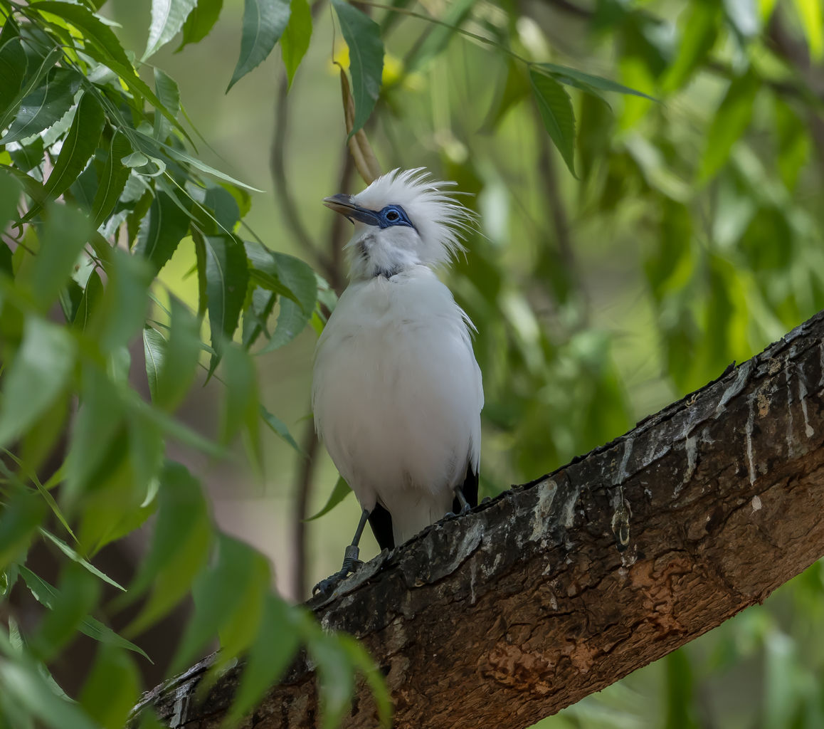 Species Spotlight: Bali Myna - 10,000 Birds