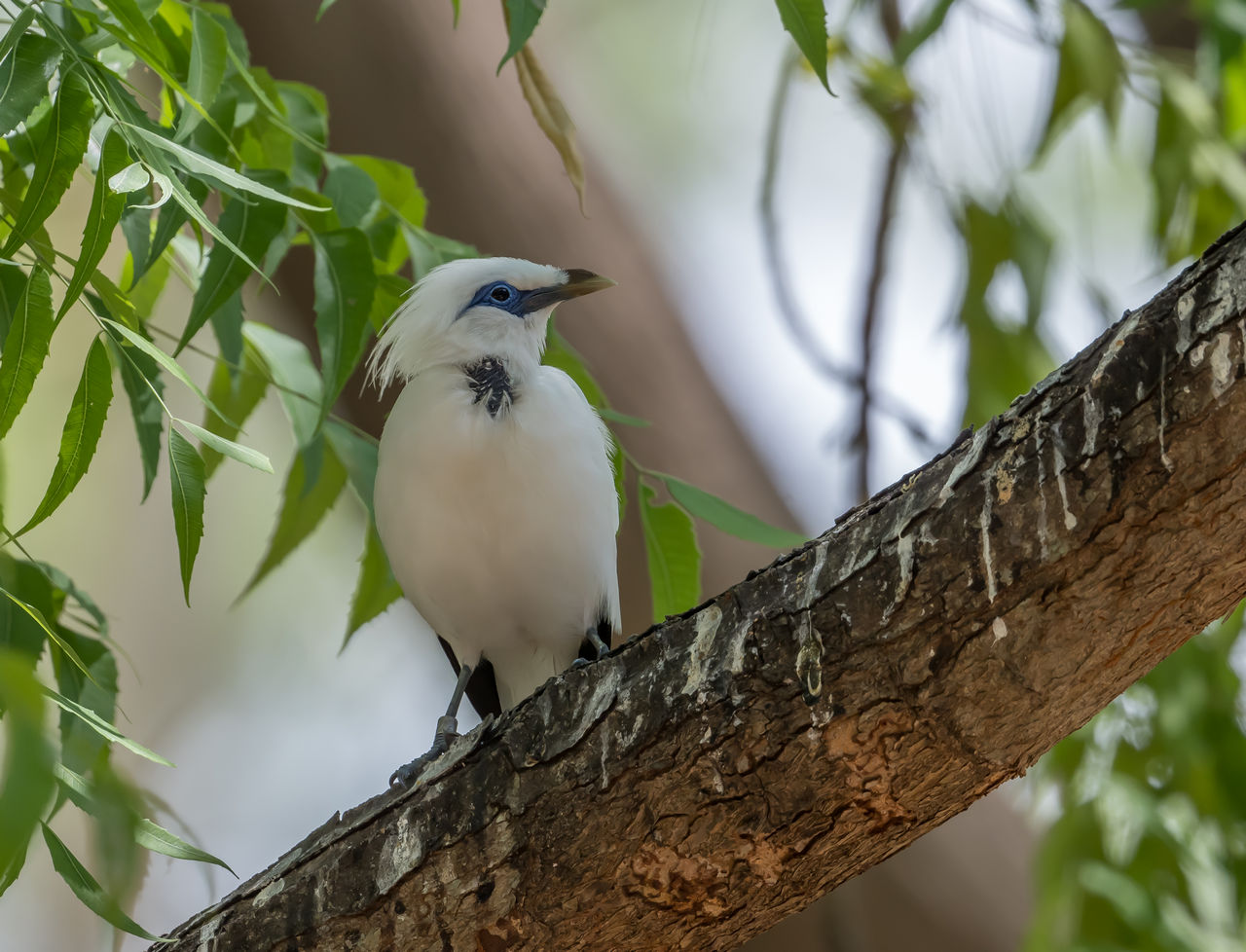 Species Spotlight: Bali Myna - 10,000 Birds