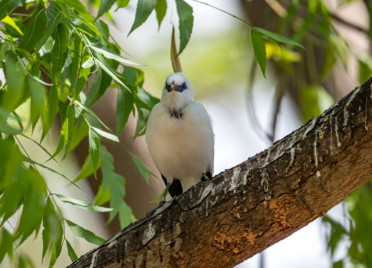 Species Spotlight: Bali Myna - 10,000 Birds
