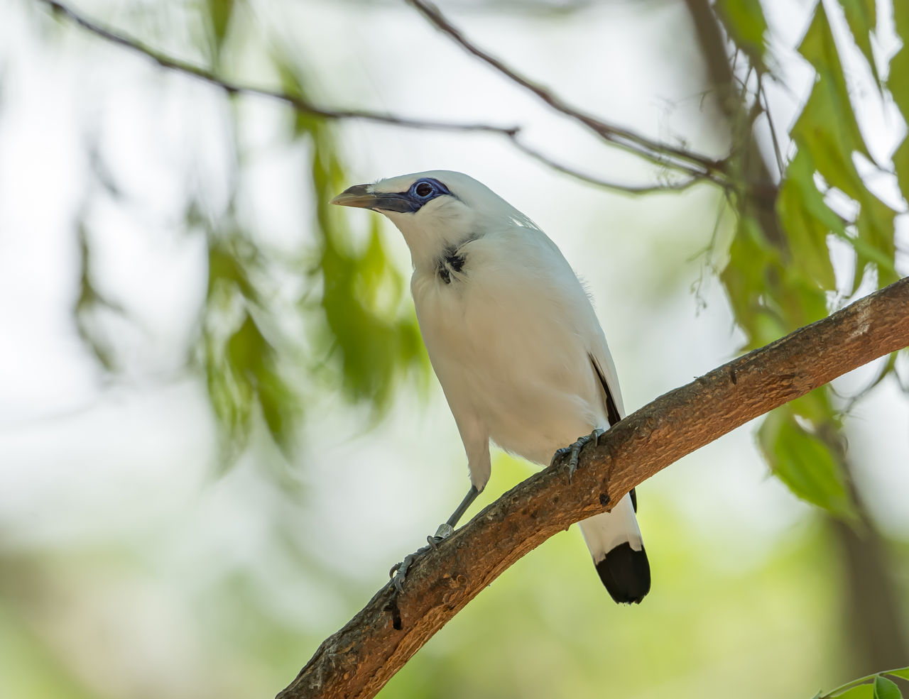 Species Spotlight: Bali Myna - 10,000 Birds