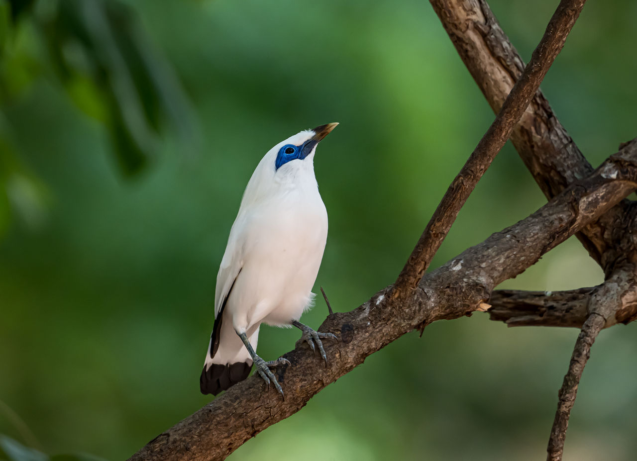 Species Highlight: Bali Myna - 10,000 Birds - PetsBlogLive