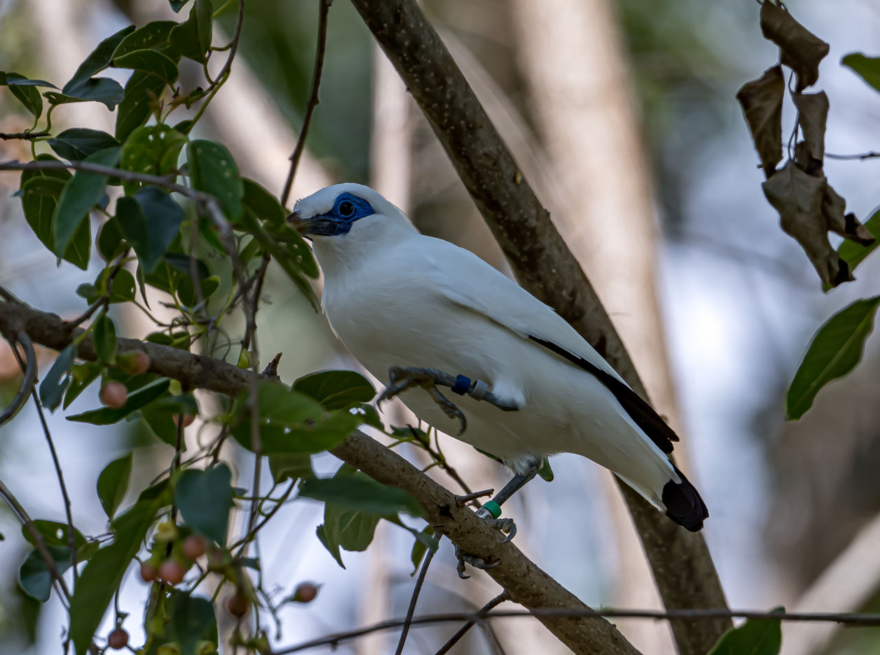 Species Spotlight: Bali Myna - 10,000 Birds