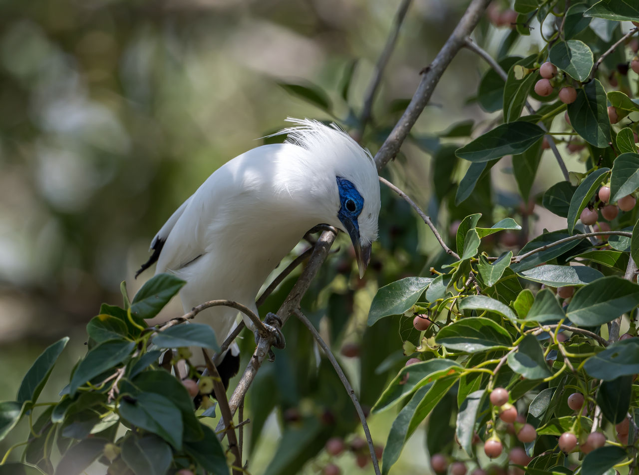 Species Spotlight: Bali Myna - 10,000 Birds