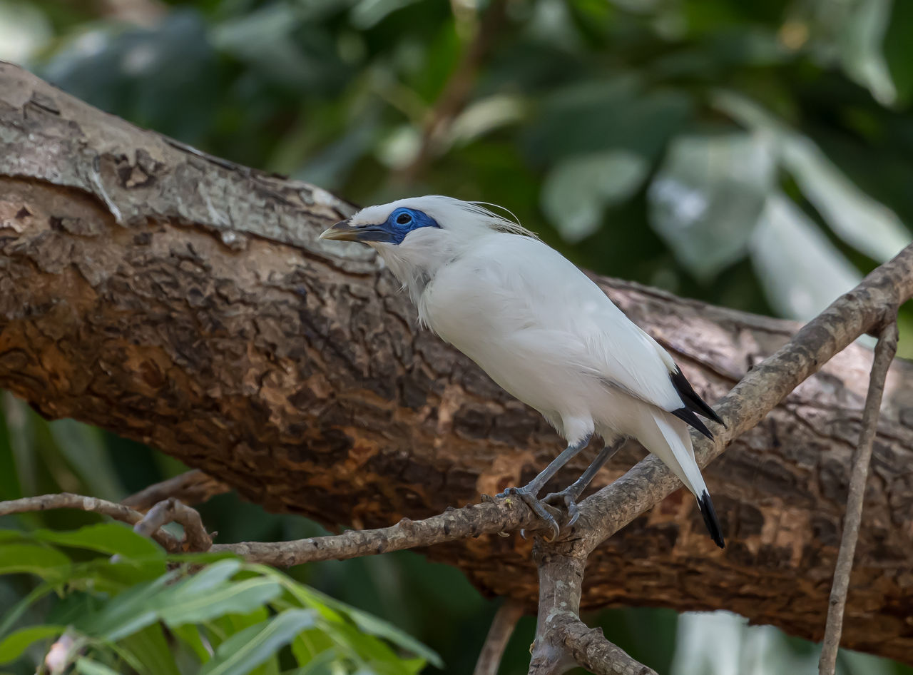 Species Spotlight: Bali Myna - 10,000 Birds