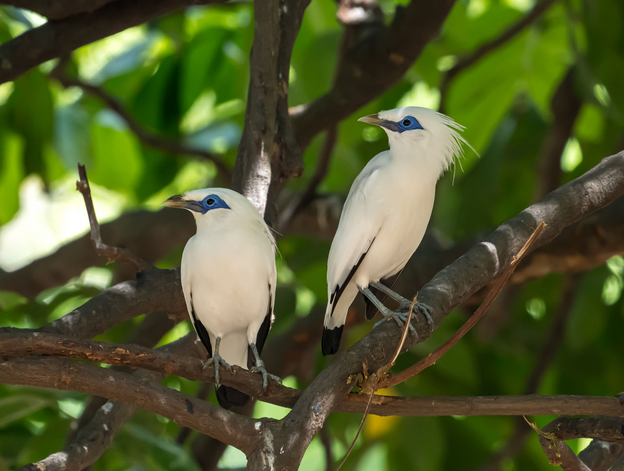 Species Spotlight: Bali Myna - 10,000 Birds