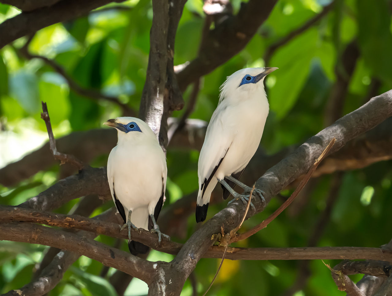 Species Spotlight: Bali Myna - 10,000 Birds