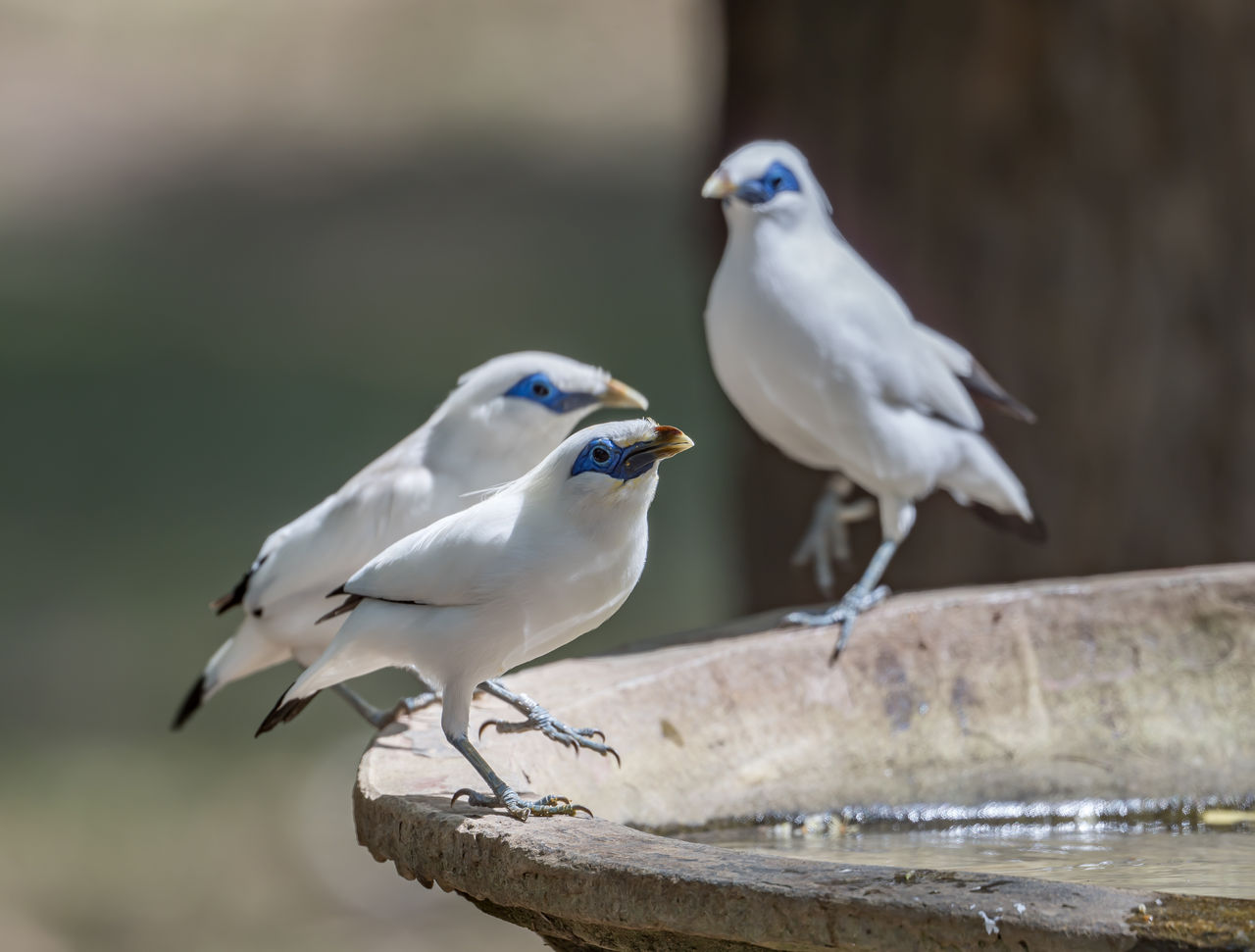 Species Spotlight: Bali Myna - 10,000 Birds