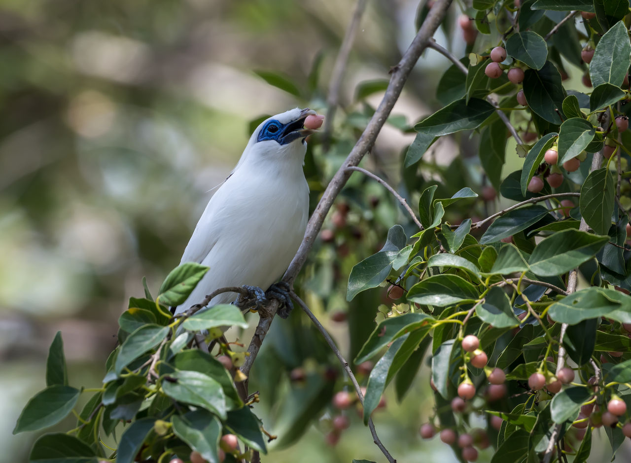 Species Spotlight: Bali Myna - 10,000 Birds