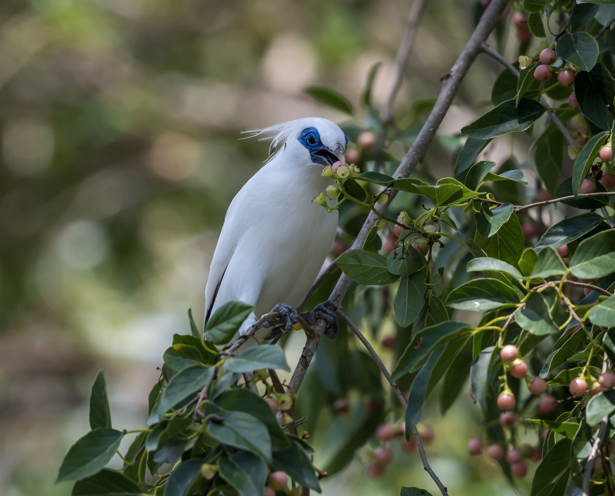 Species Spotlight: Bali Myna - 10,000 Birds