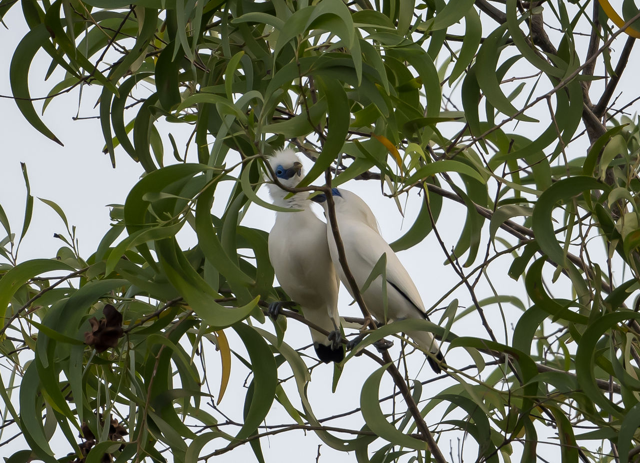 Species Spotlight: Bali Myna - 10,000 Birds