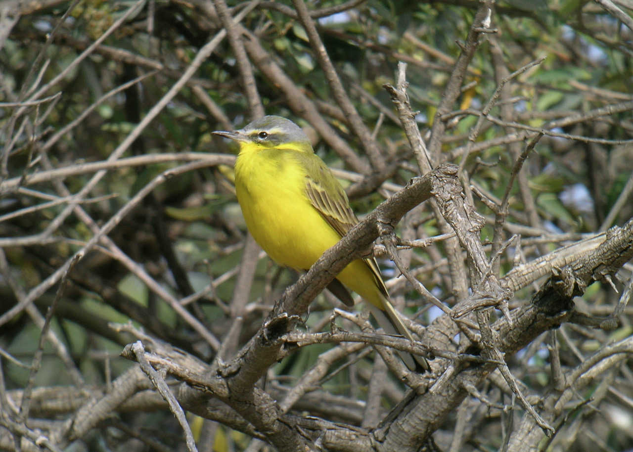 A confusion of wagtails - 10,000 Birds
