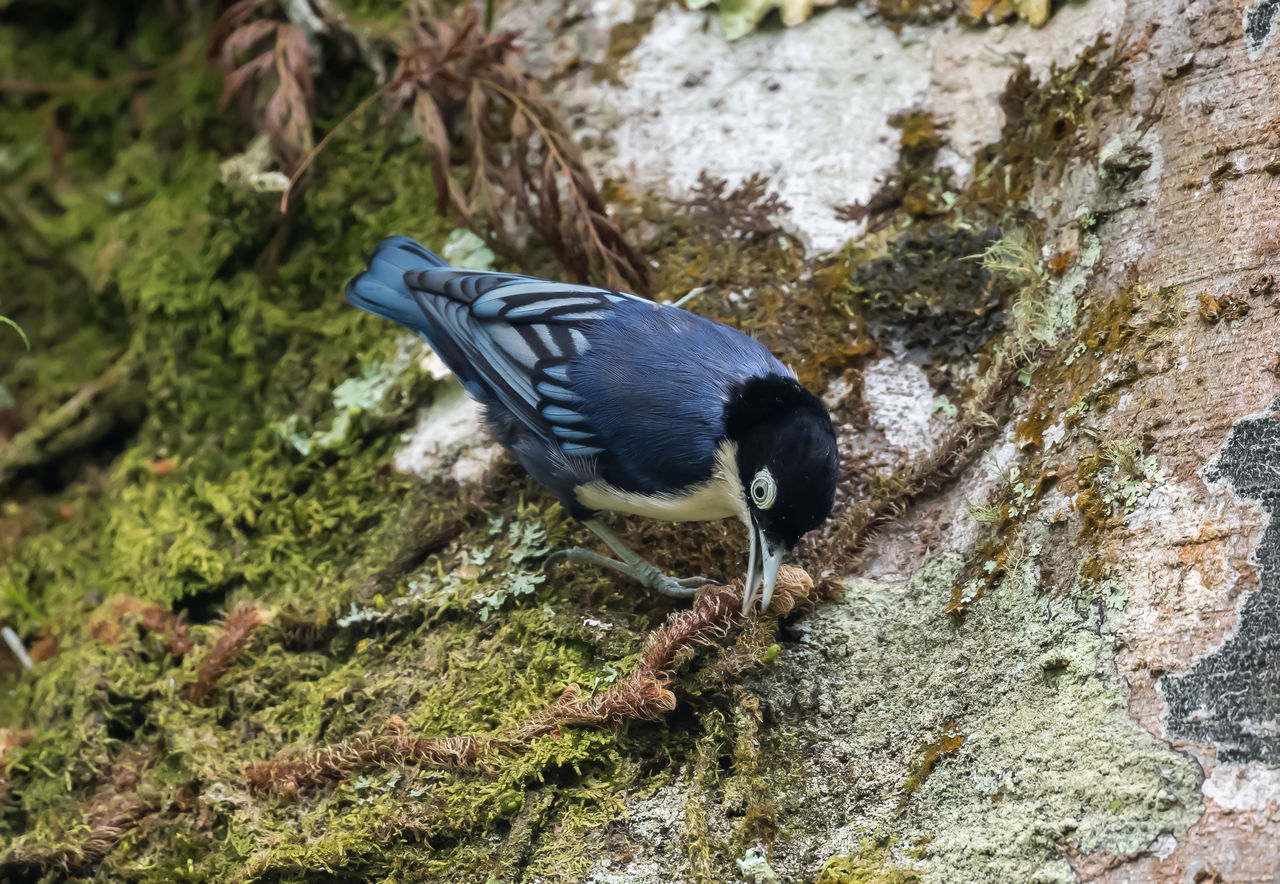 Birding Raden Soerjo Forest Park, East Java, Indonesia (Part 1 ...