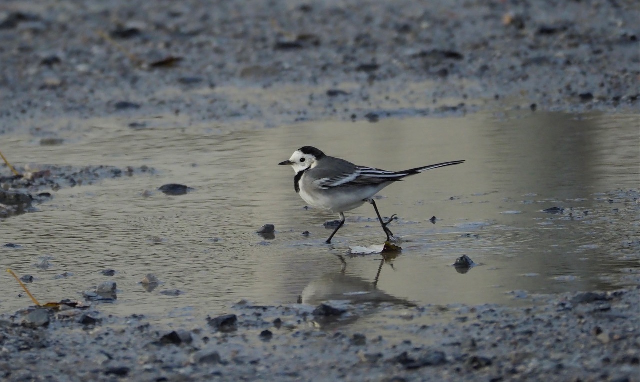 A confusion of wagtails - 10,000 Birds