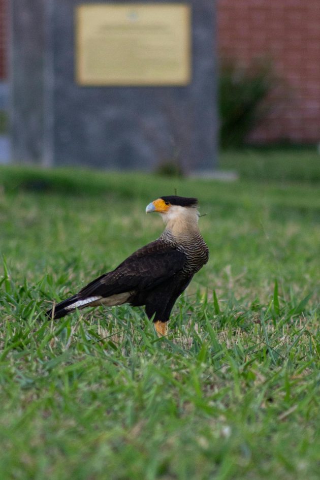 My 10 Favourite Southwest Florida Birds - 10,000 Birds
