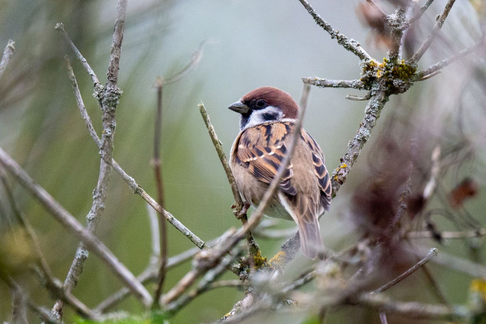 Sparrows and an Odd Duck - 10,000 Birds