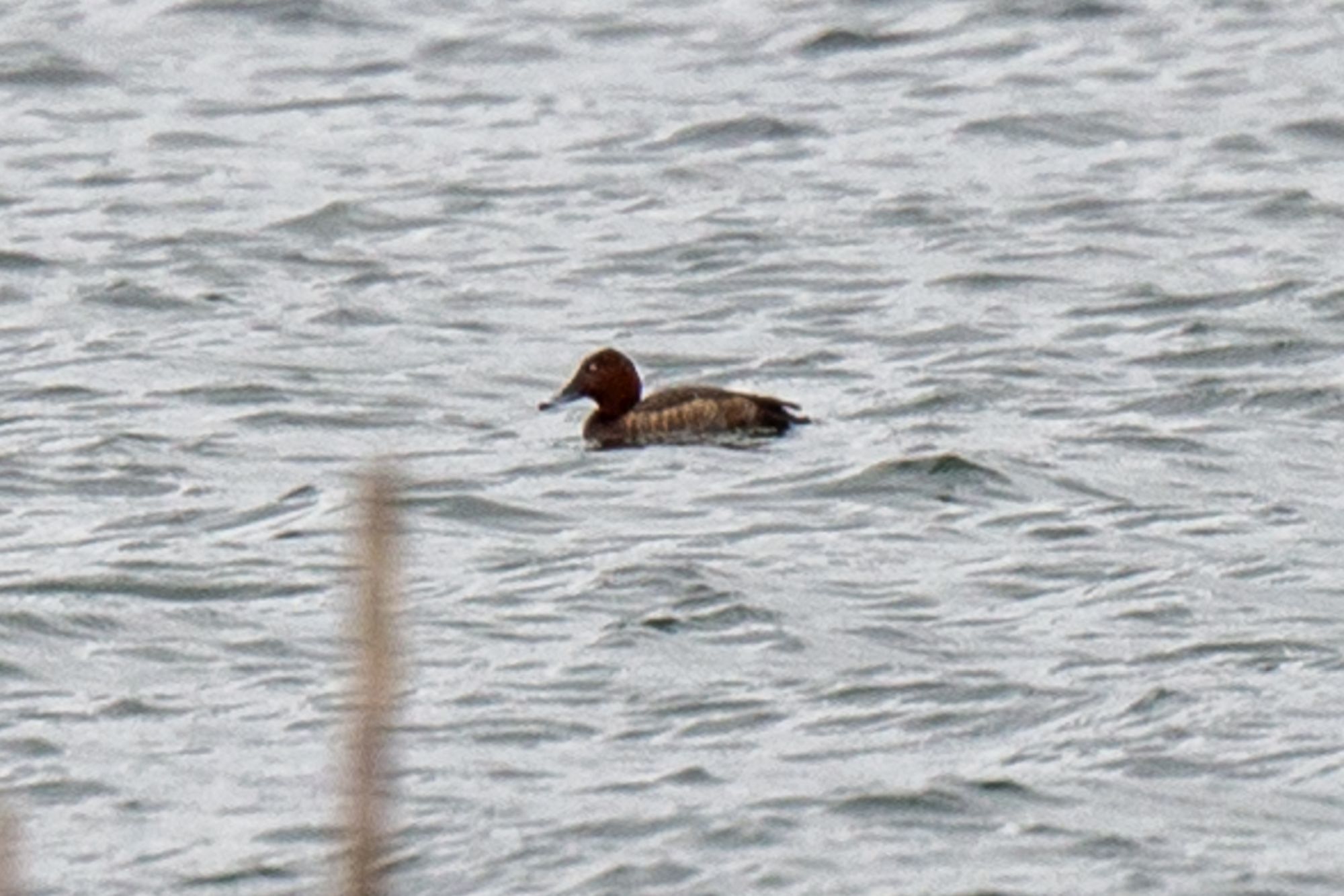 Sparrows and an Odd Duck - 10,000 Birds