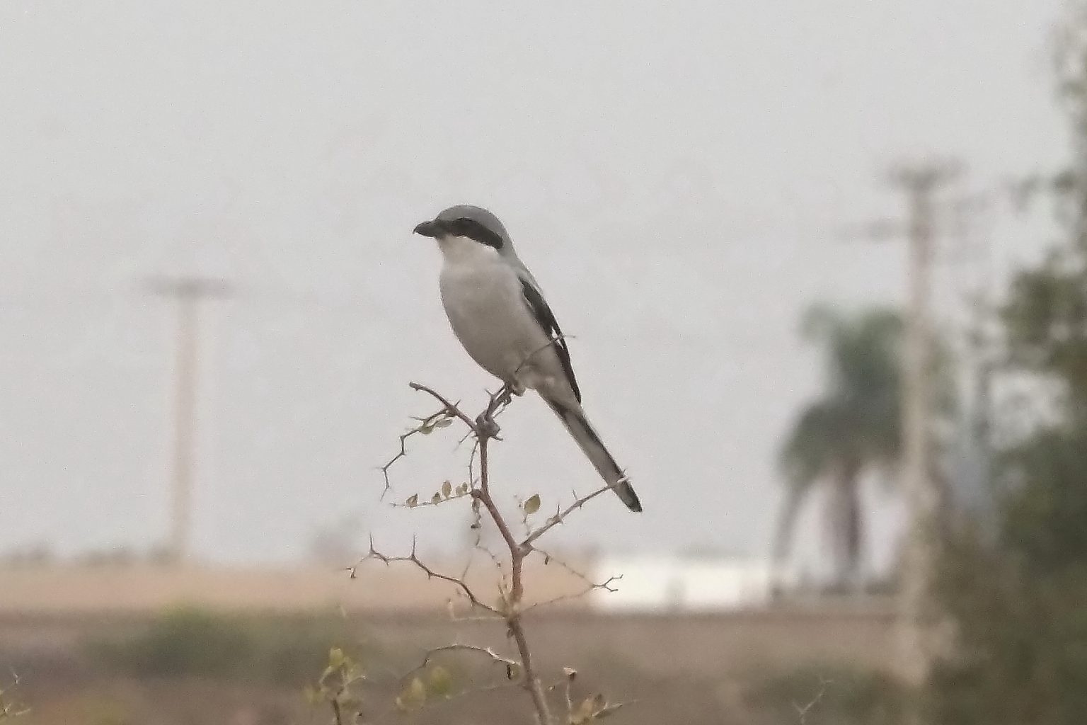 Birding in a Moroccan Town - 10,000 Birds