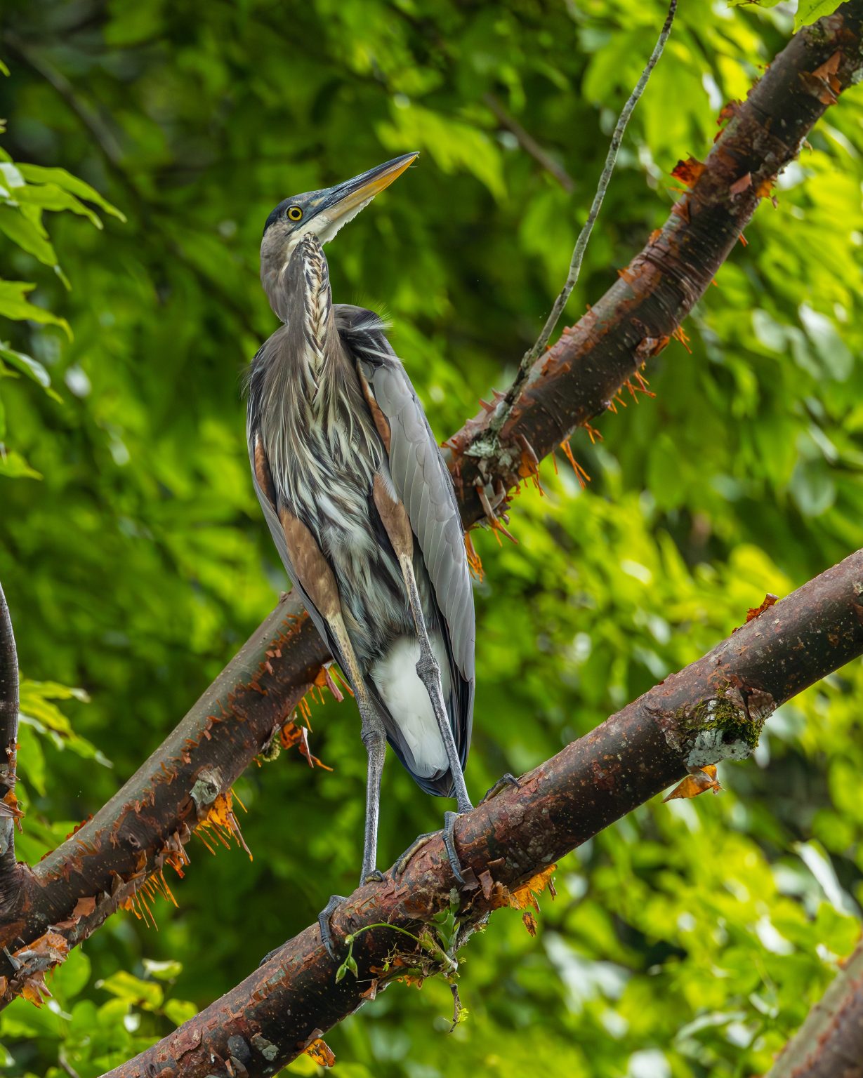 Birding the Chagres River: Another Panamanian Adventure