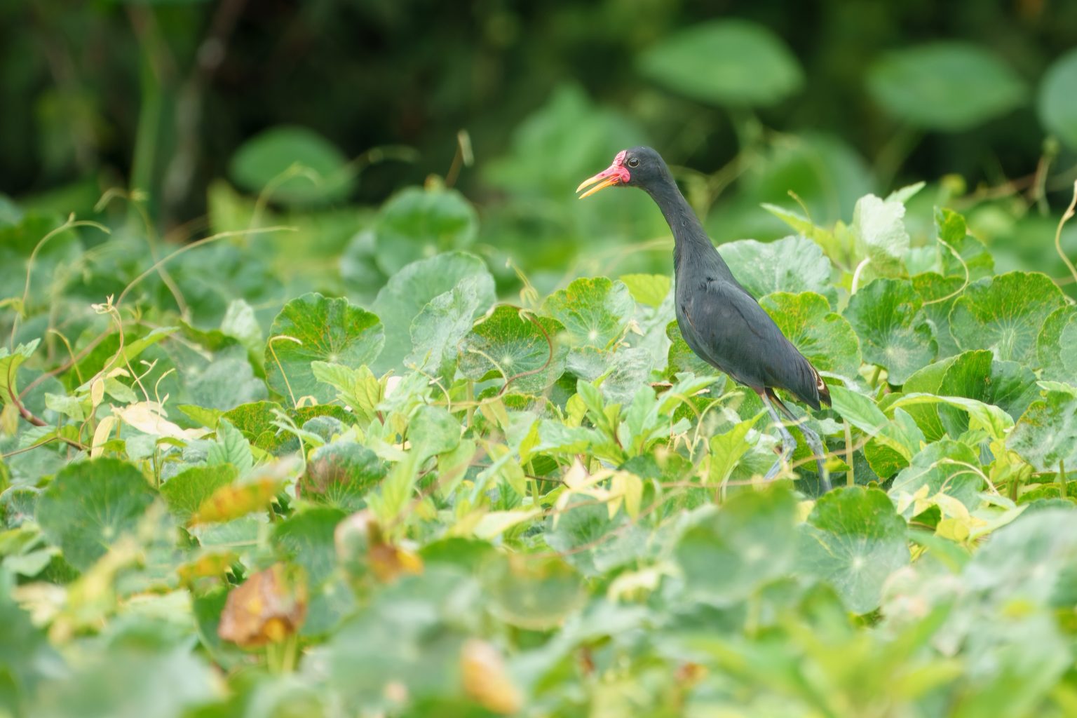 Birding the Chagres River: Another Panamanian Adventure