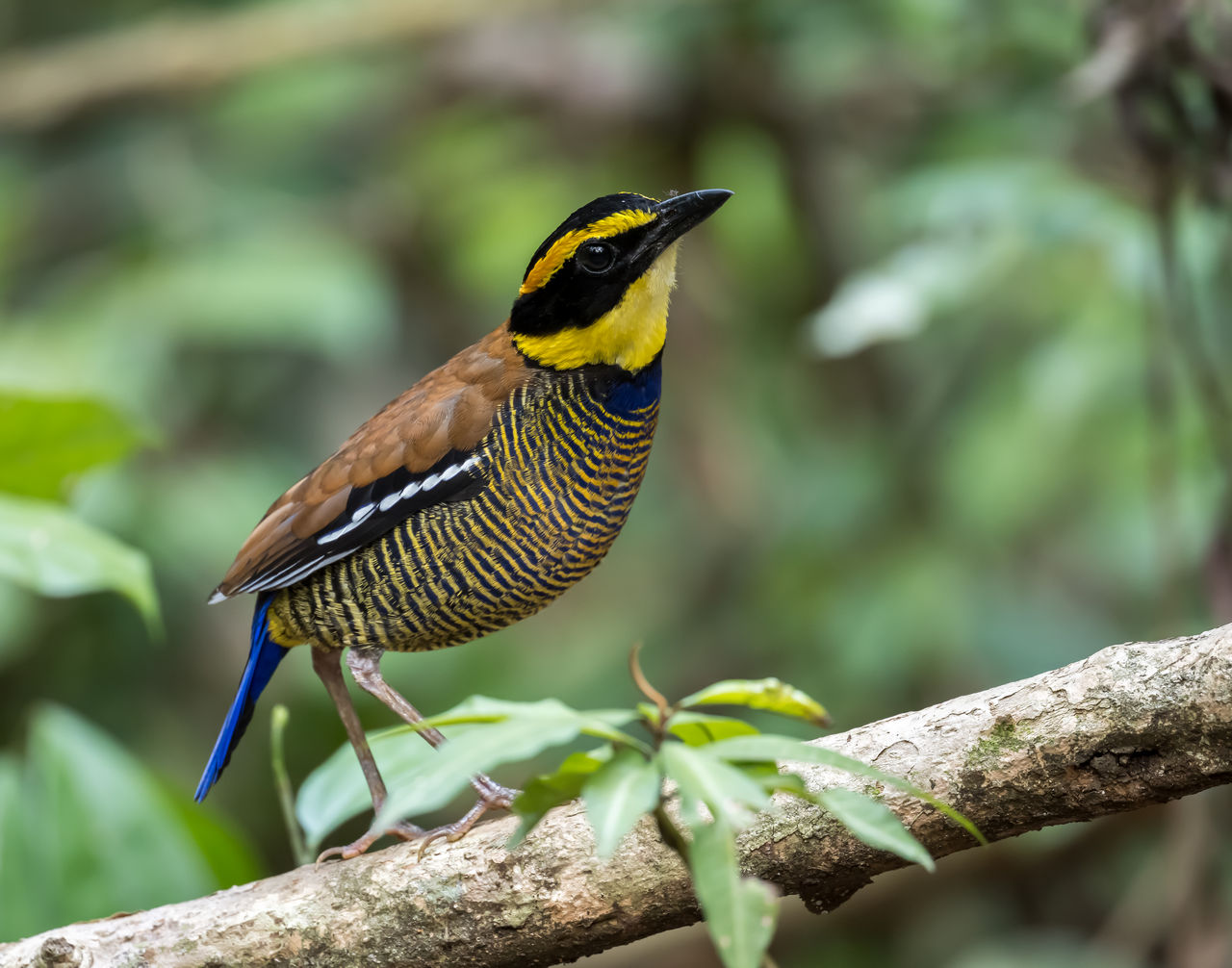Species Spotlight: Javan Banded Pitta - 10,000 Birds