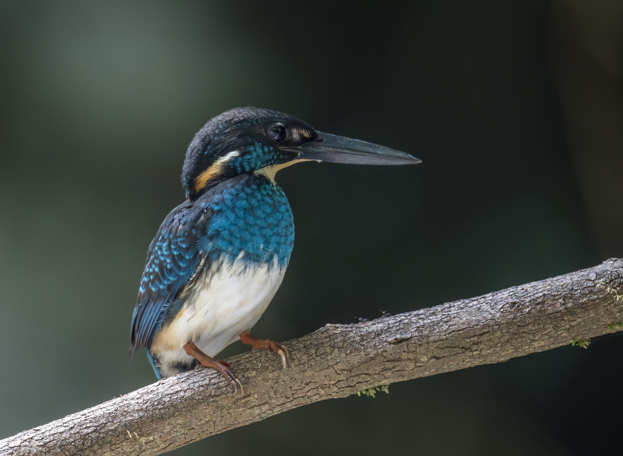 Species Spotlight: Javan Blue-banded Kingfisher - 10,000 Birds