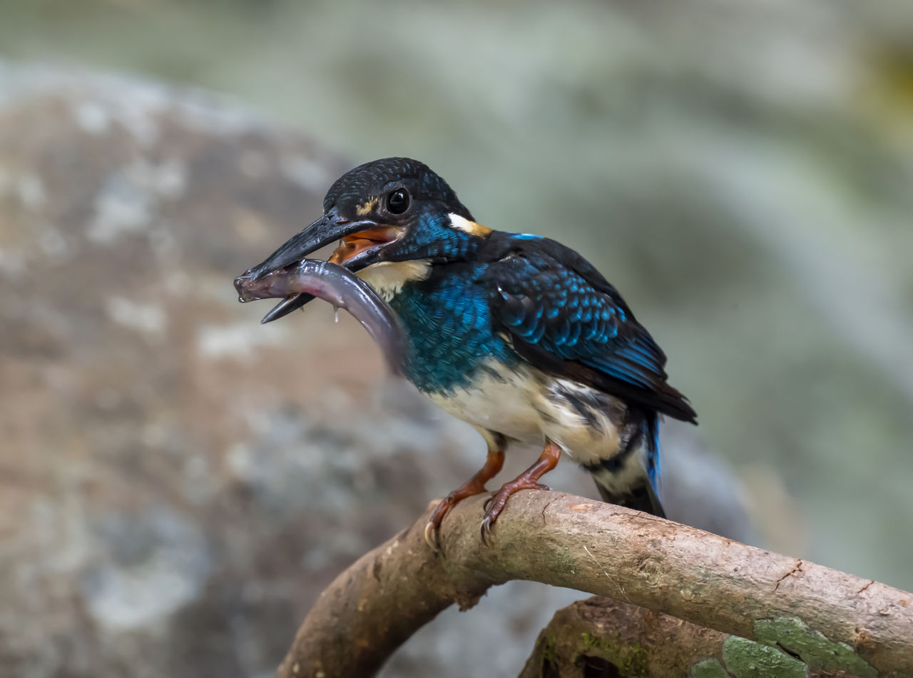 Species Spotlight: Javan Blue-banded Kingfisher - 10,000 Birds