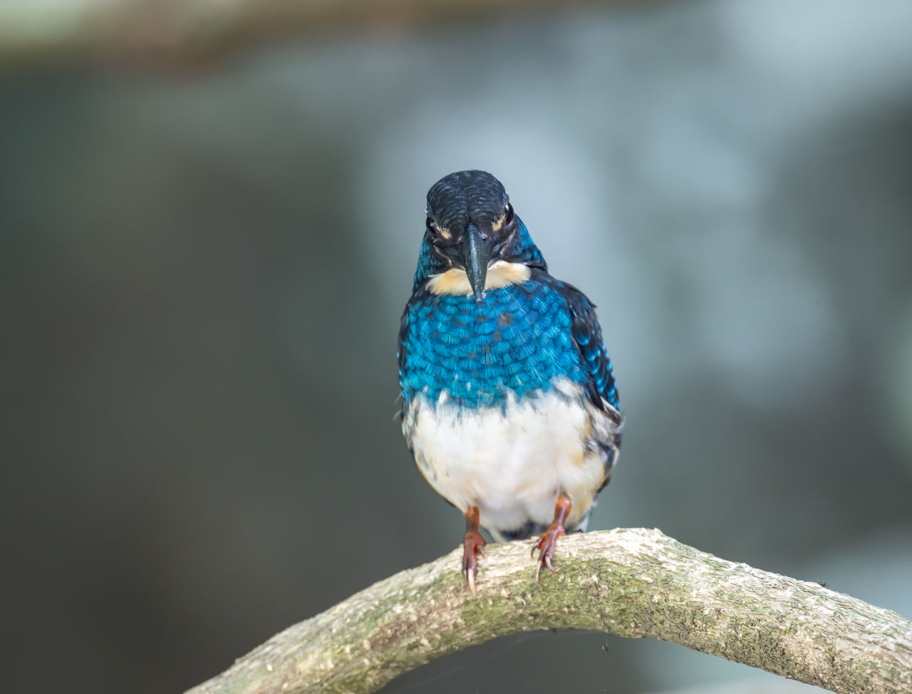Species Spotlight: Javan Blue-banded Kingfisher - 10,000 Birds