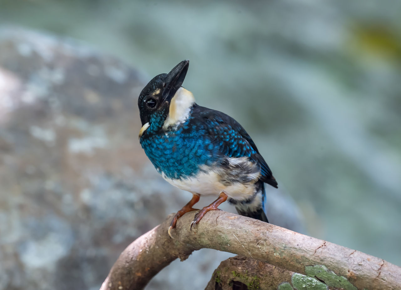 Species Spotlight: Javan Blue-banded Kingfisher - 10,000 Birds