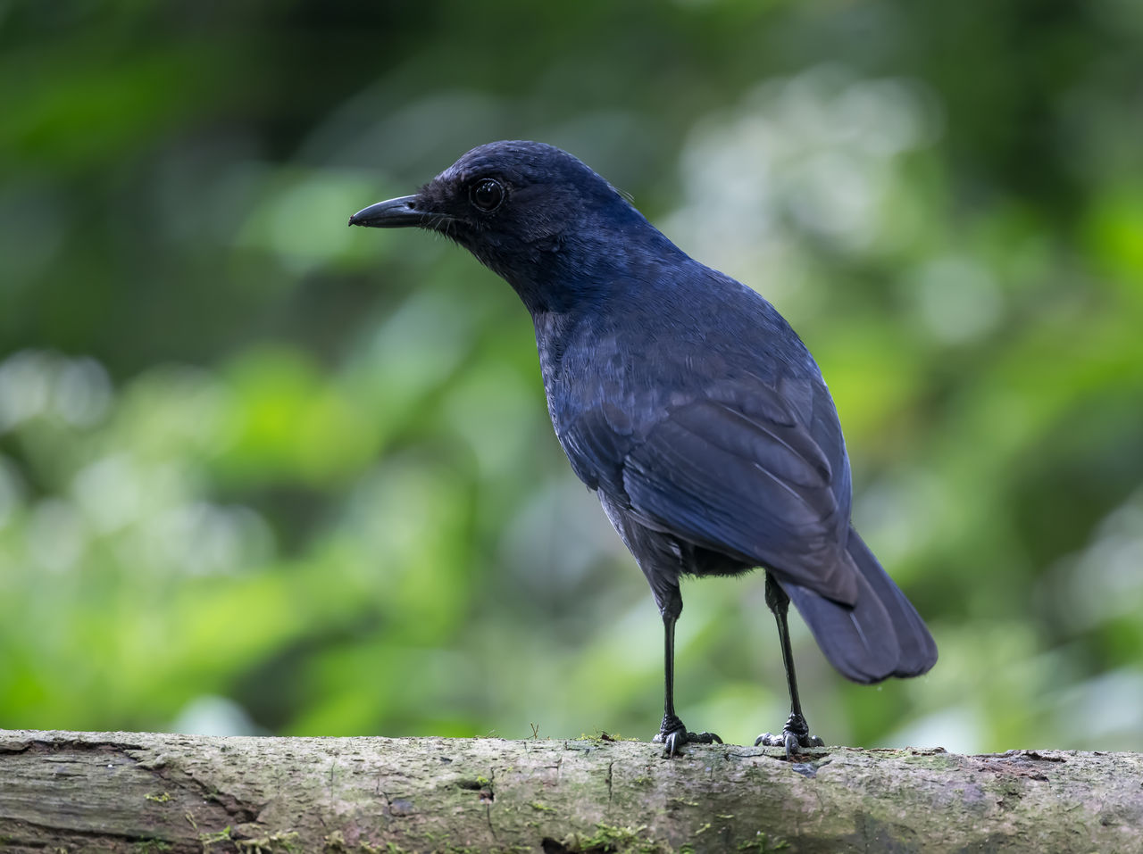 Birding Raden Soerjo Forest Park, East Java, Indonesia (Part 1 ...