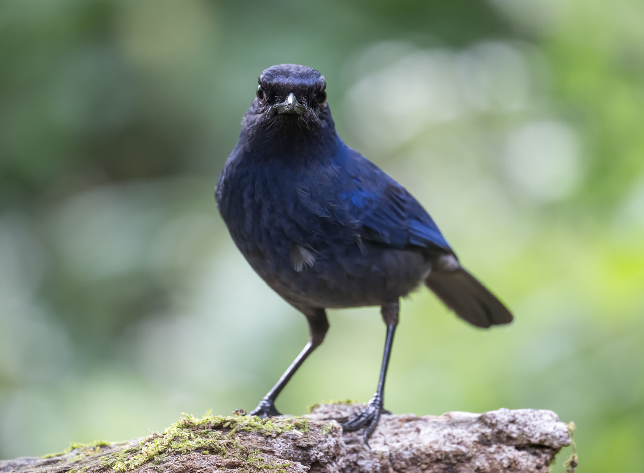 Birding Raden Soerjo Forest Park, East Java, Indonesia (Part 1) - 10,000 Birds